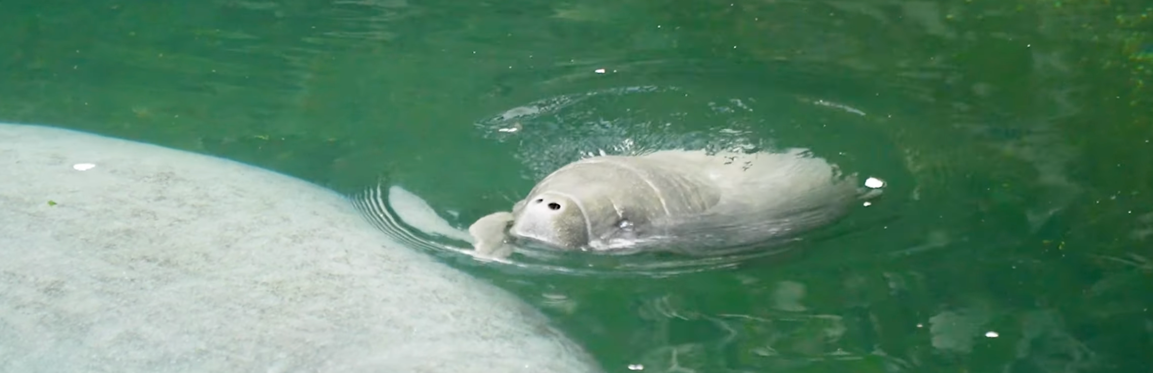 Uniek: Caribische zeekoe geboren in Burgers' Zoo - Leukstetickets.be